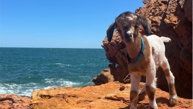 Baby goat 'Doug' goes on epic WA road trip after his…