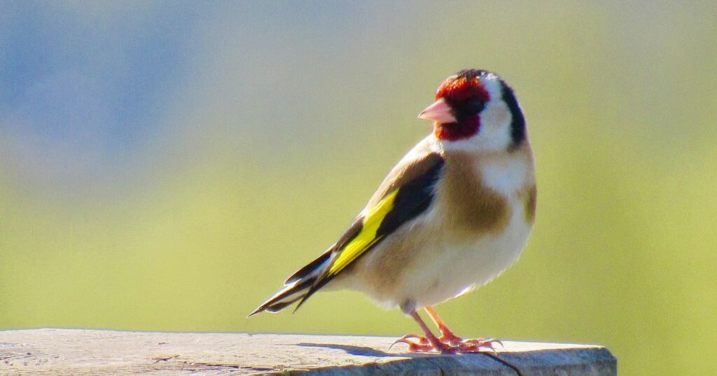 Common sparrow and flamboyant jay stars of national…