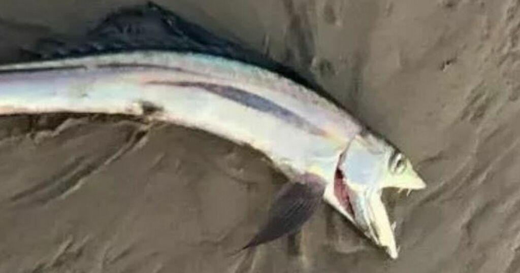 Walker finds strange 'Dracula' fish with huge teeth…