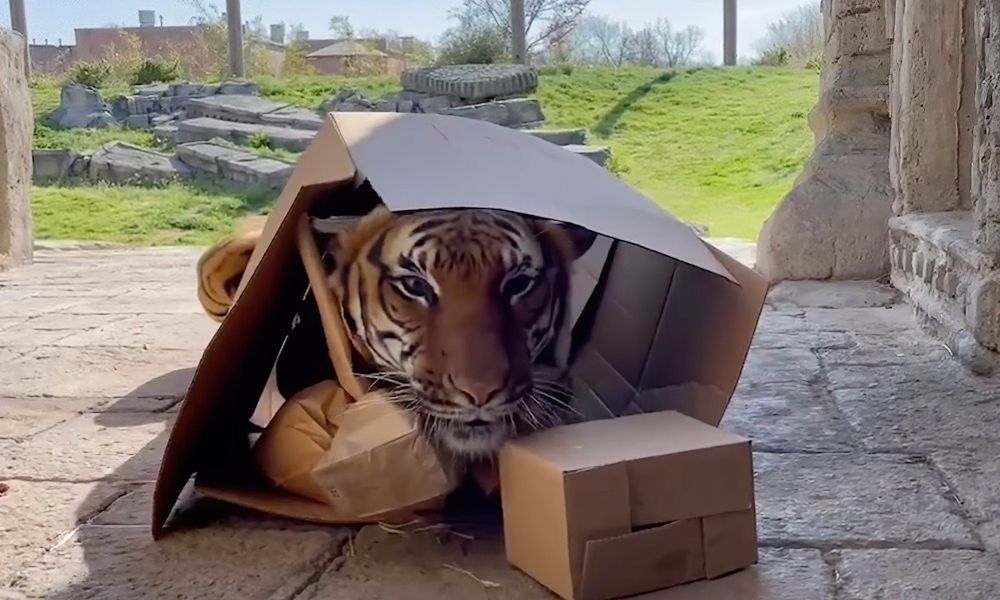 Watch: Tiger takes on giant cardboard box full of zoo…