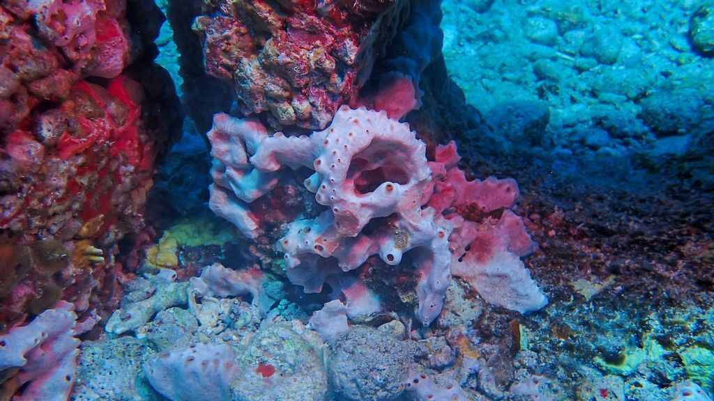 Urgent Action Required To Protect Worlds Coral Reefs… Urgent Action Required To Protect Worlds Coral Reefs…