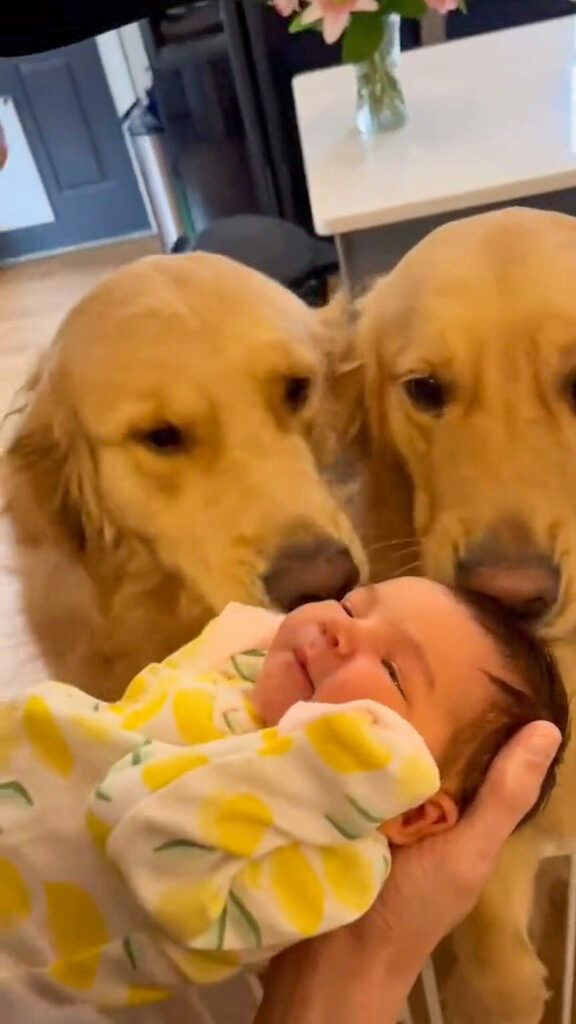 VIDEO: Puppy Love: Devoted Dogs Lavish Baby With…