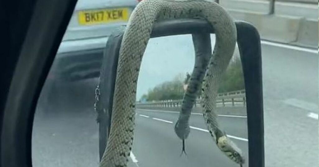 Driver in disbelief as he spots metre-long snake…
