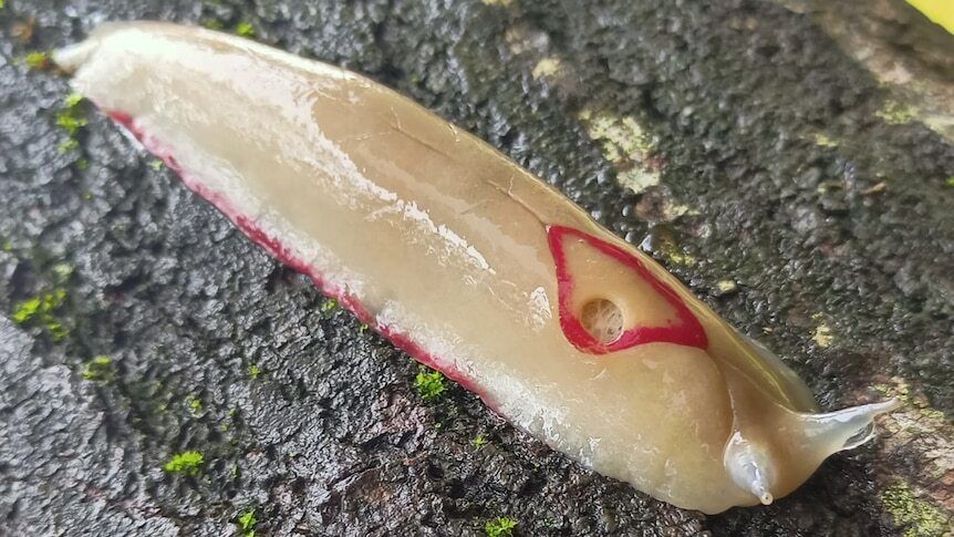 Native red triangle slugs pop up in Queensland…