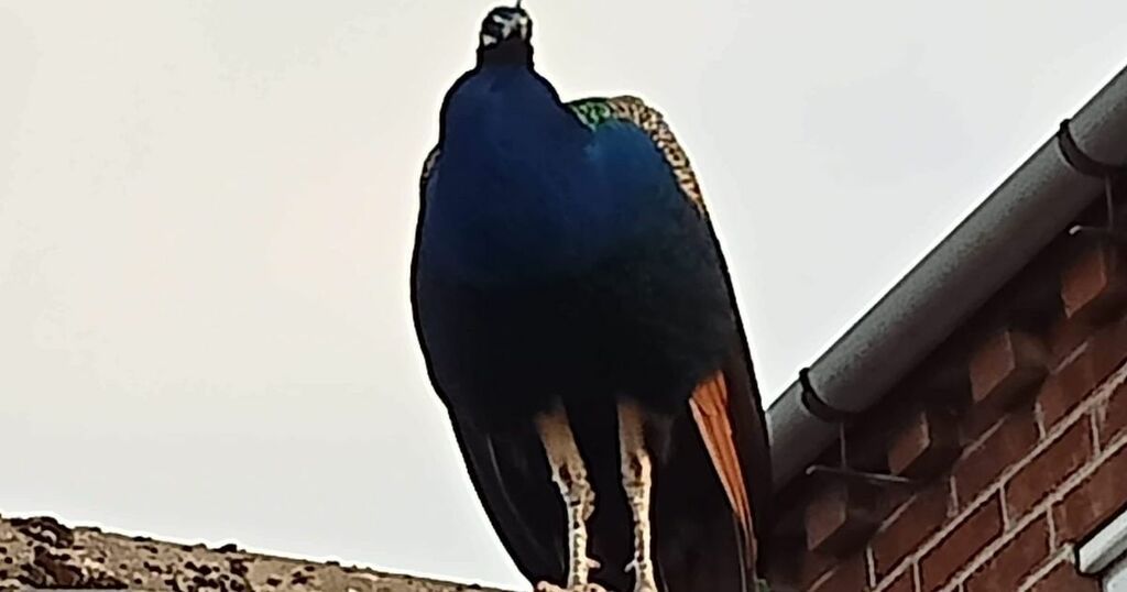 Randy peacock dubbed Conor McGregor causing mayhem in…