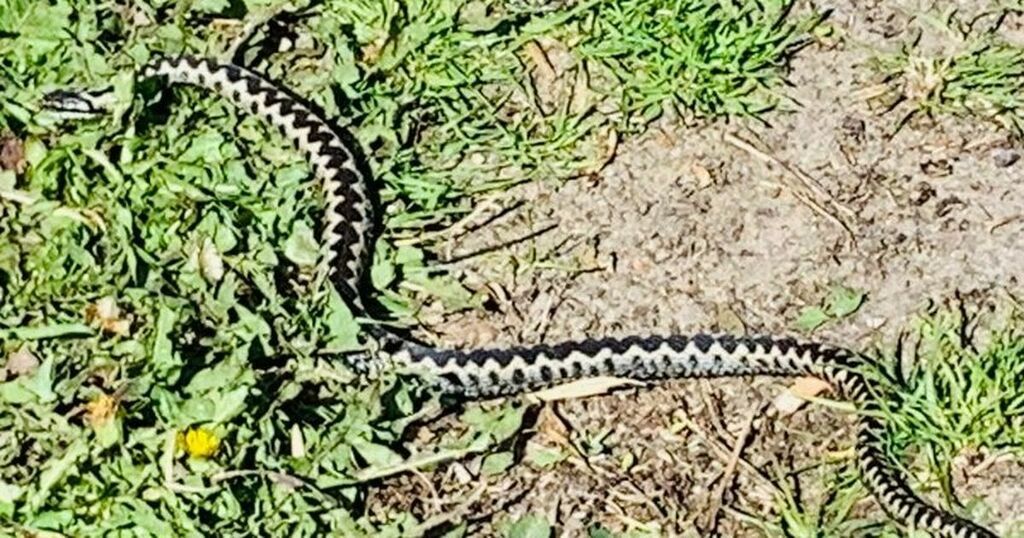 Venomous 3ft-long snake spotted slithering along UK…