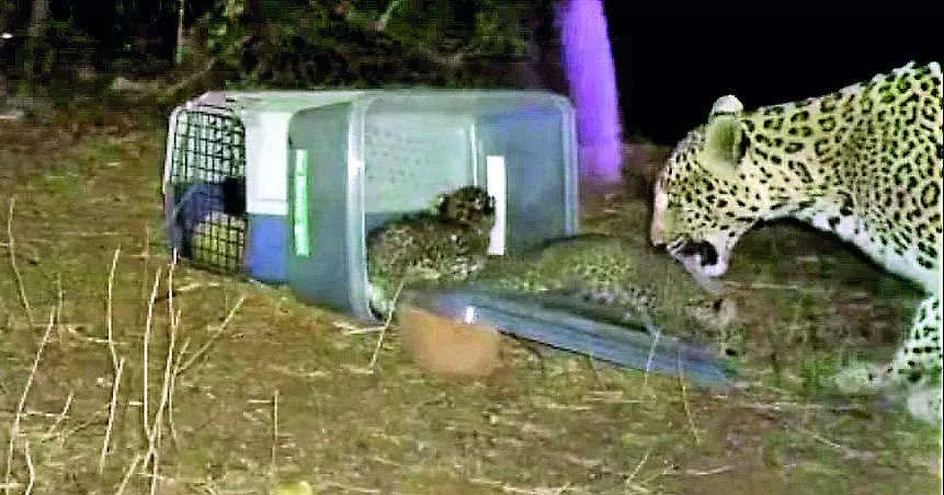 Surat: Leopard mom has a happy reunion with her three…