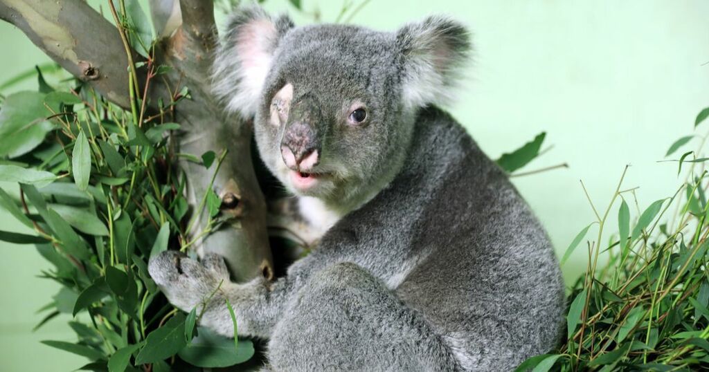 Edinburgh Zoo koala with one eye dies aged 17 after…