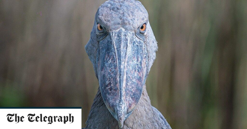 What are you looking at? Rare shoebill pictured giving…
