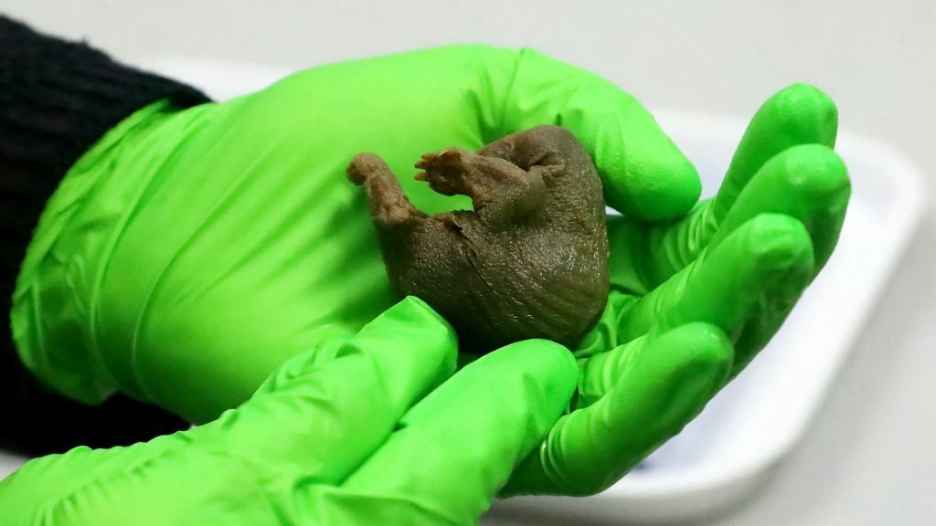 Historic Evidence: Jars Of Platypuses Dating Back 150…