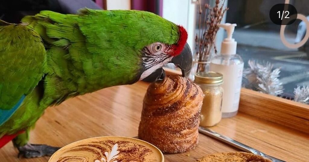 Meet the parrot that loves drinking tea at cafes in…