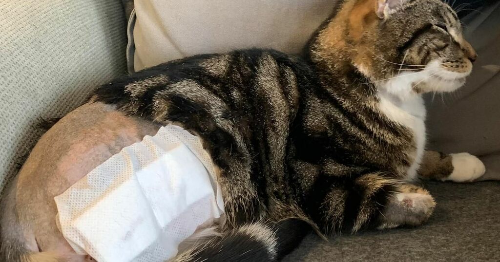 Cat had to have leg amputated after being 'caught in…