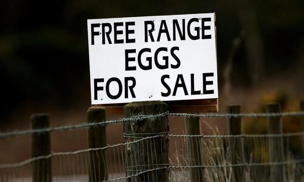 Free-range egg definition criticised as soon as…