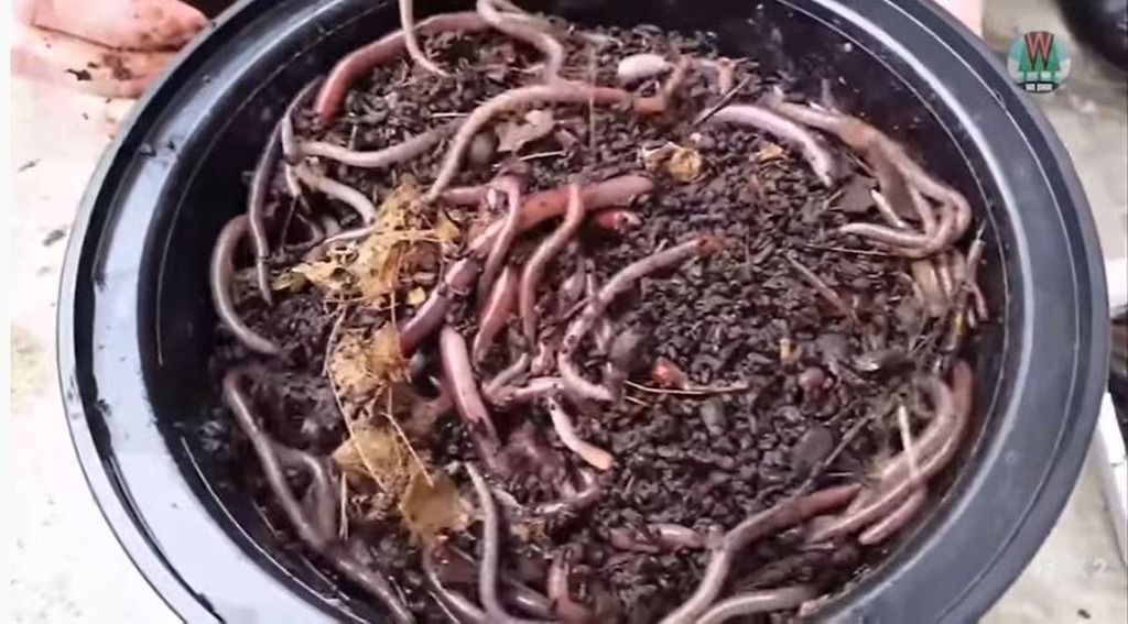 Invasive jumping worms that can leap a foot discovered…