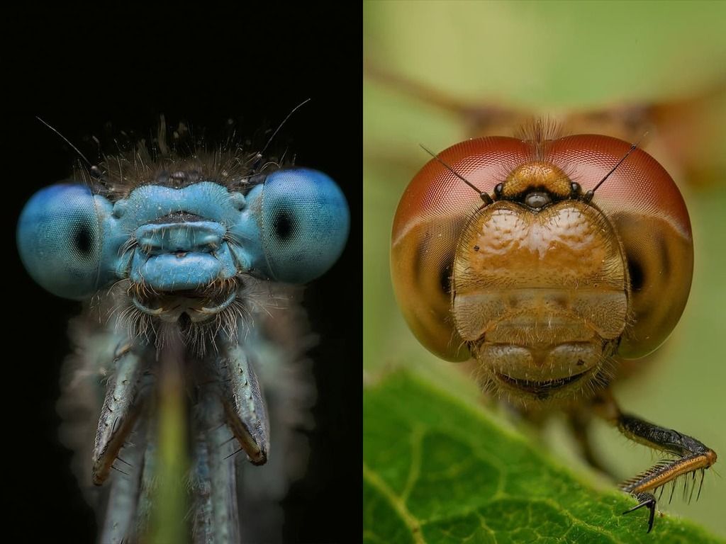 A bug’s life: photographer captures beauty of insects…