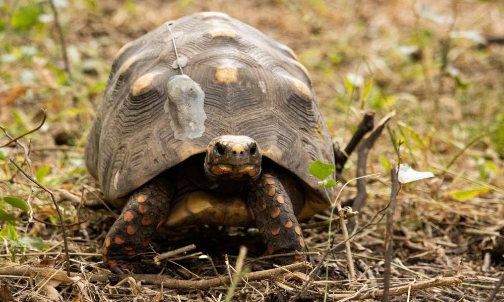 Green light for return of red-footed tortoises to…