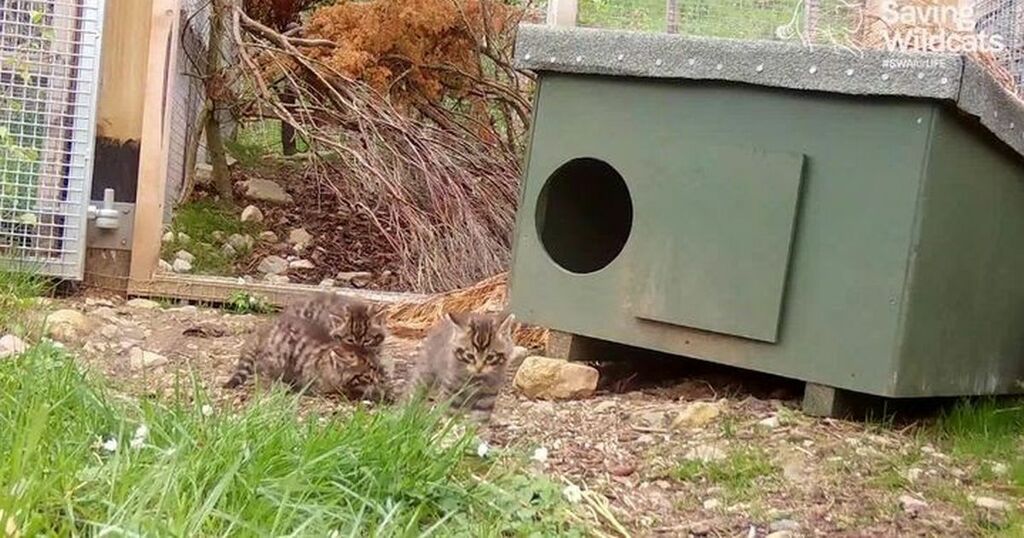 Scottish Wildcat kittens learn how to pounce on prey…