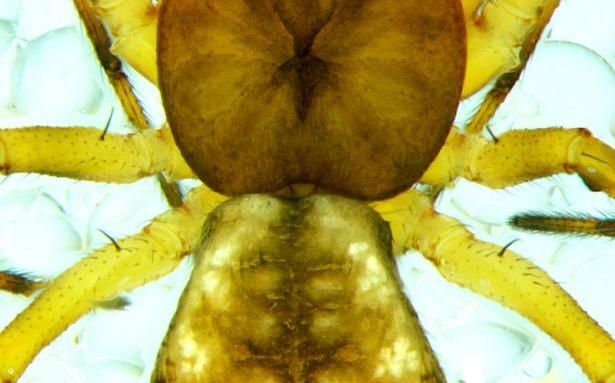 Money spider “believed to bring luck” discovered at…