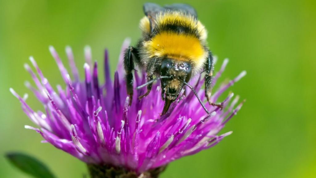 Bungle Bees: Different Strategies Needed To Protect…