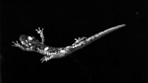 Salamanders' ability to 'skydive' in California…