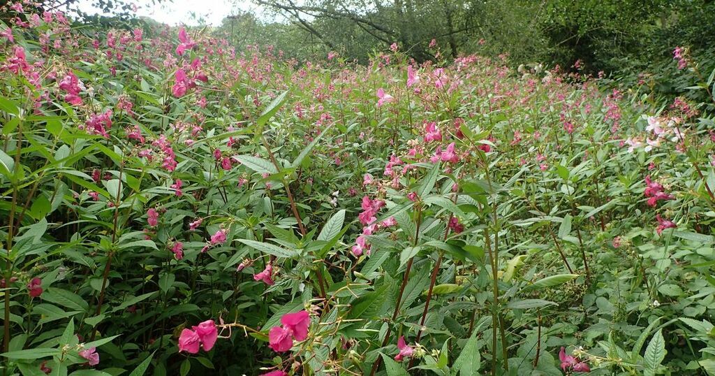 9 'criminal' plants including Giant hogweed and…