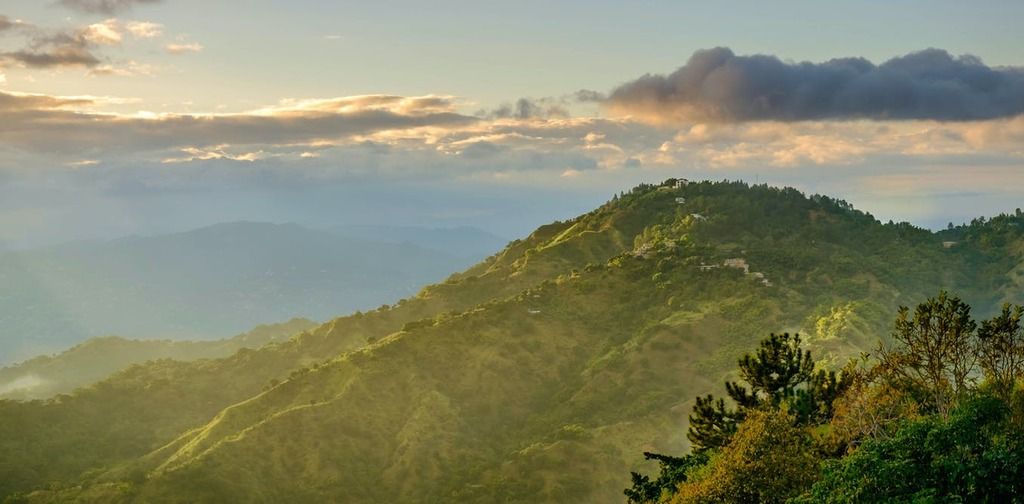 In Jamaica, native trees are being driven further up…