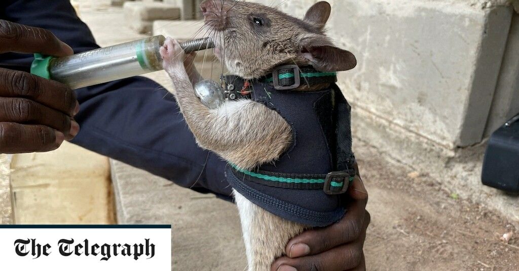 Rescue rats with backpacks trained to sniff out…