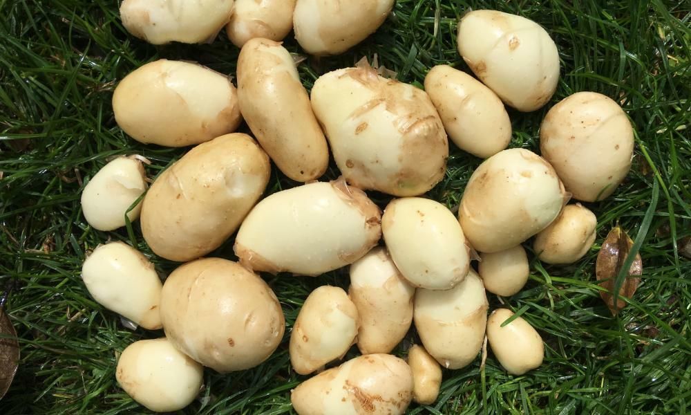 The growing season gets into full swing