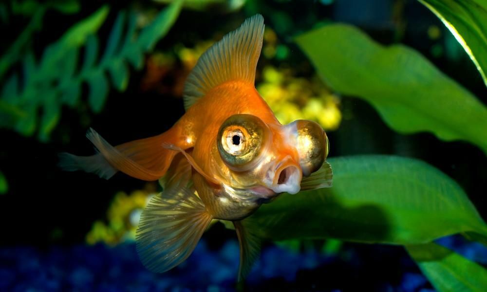 The reef fish people find ugly more likely to be…