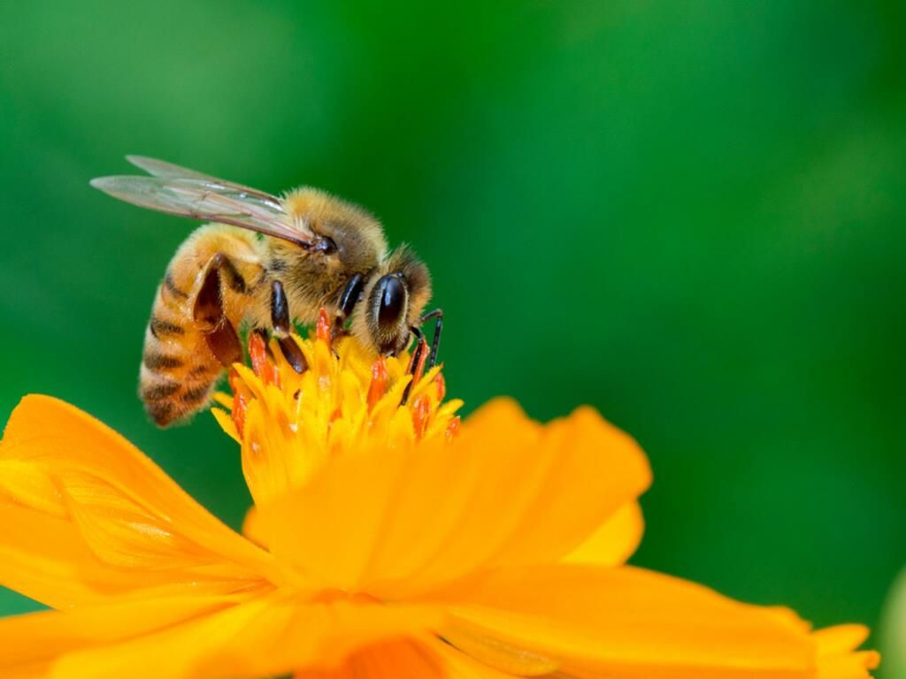 Bees Are Now Fish In California: Inside The New Rule…