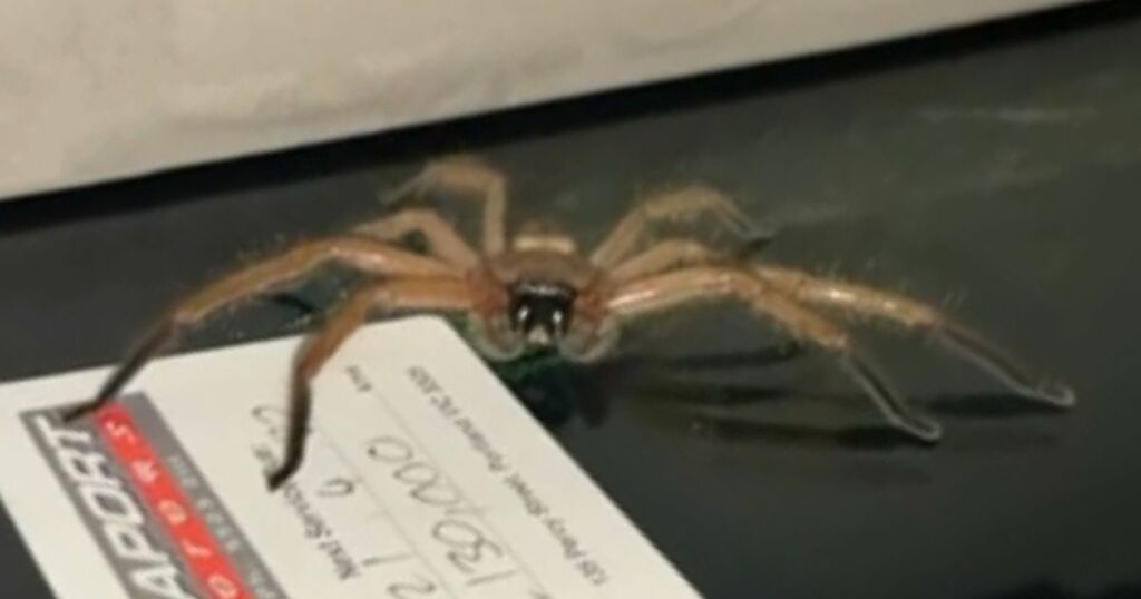 Driver's horror as huge huntsman spider emerges from…