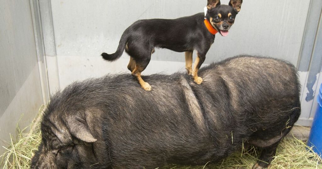 Unlikely dog and pig friendship dubbed 'real Timon and…