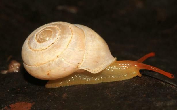 India’s newest recorded snail named after Western Ghats