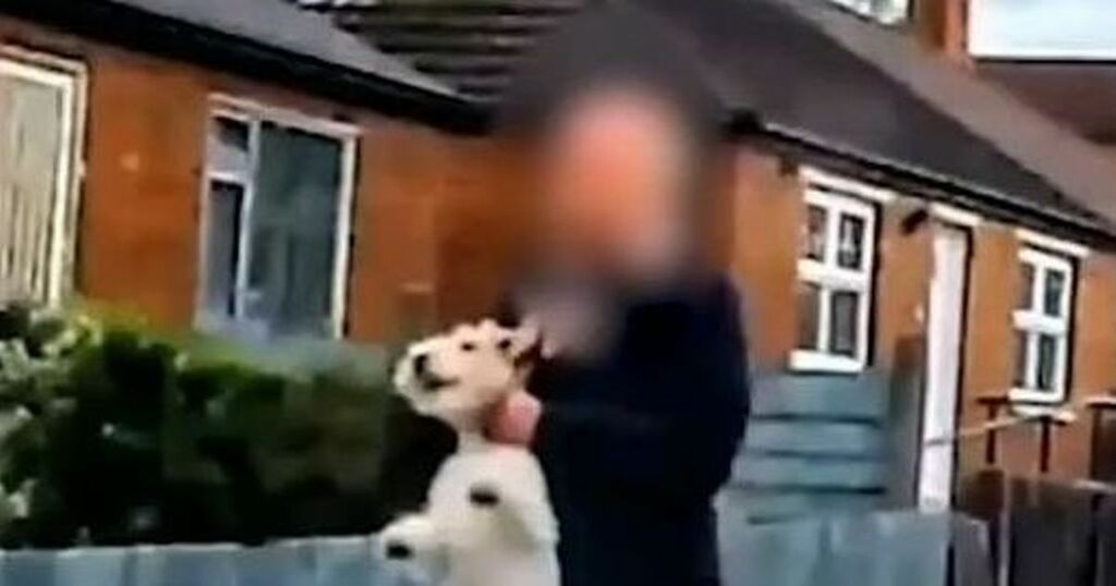Dog-lovers appalled as 'disturbing' dashcam captures…