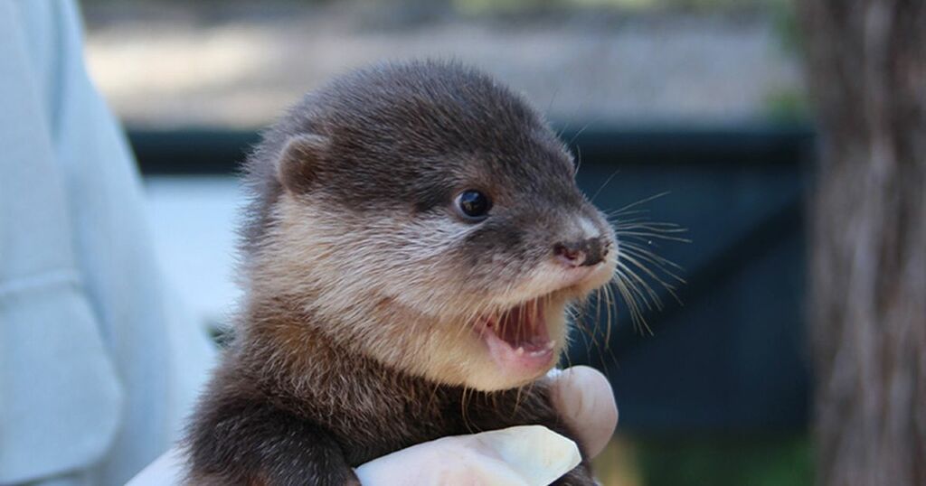 Otter dies after being strangled by fishing line in…
