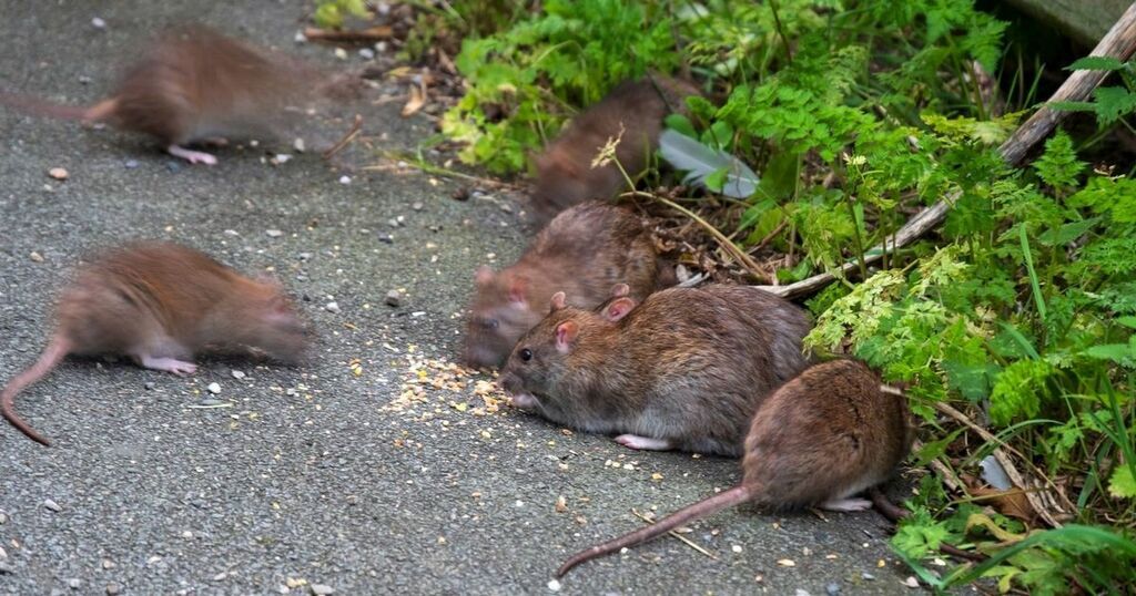 Welsh beauty spot dubbed 'rat central' as rodents…