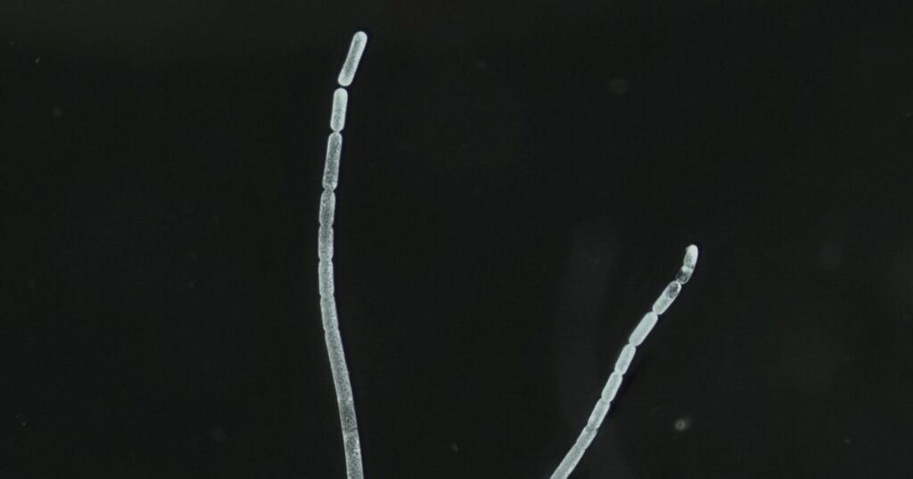 Eerie footage of giant bacteria 5,000 times bigger…