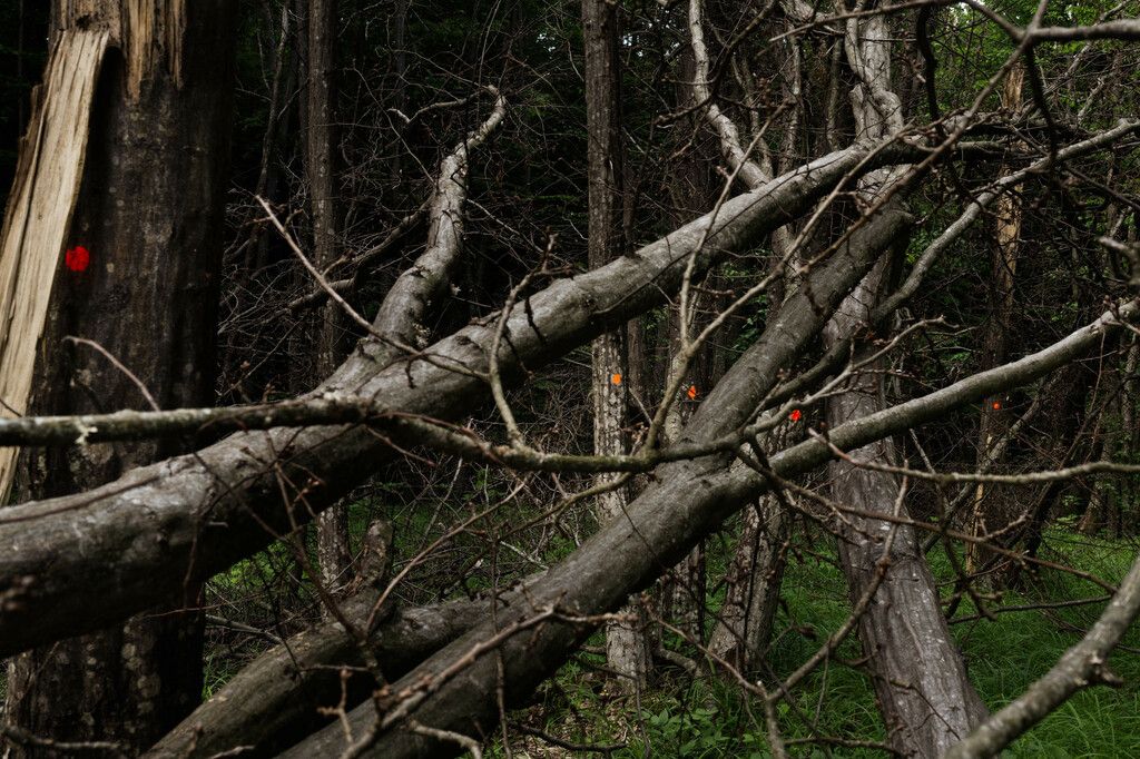 Shredded trees, dead dolphins and wildfires — how…