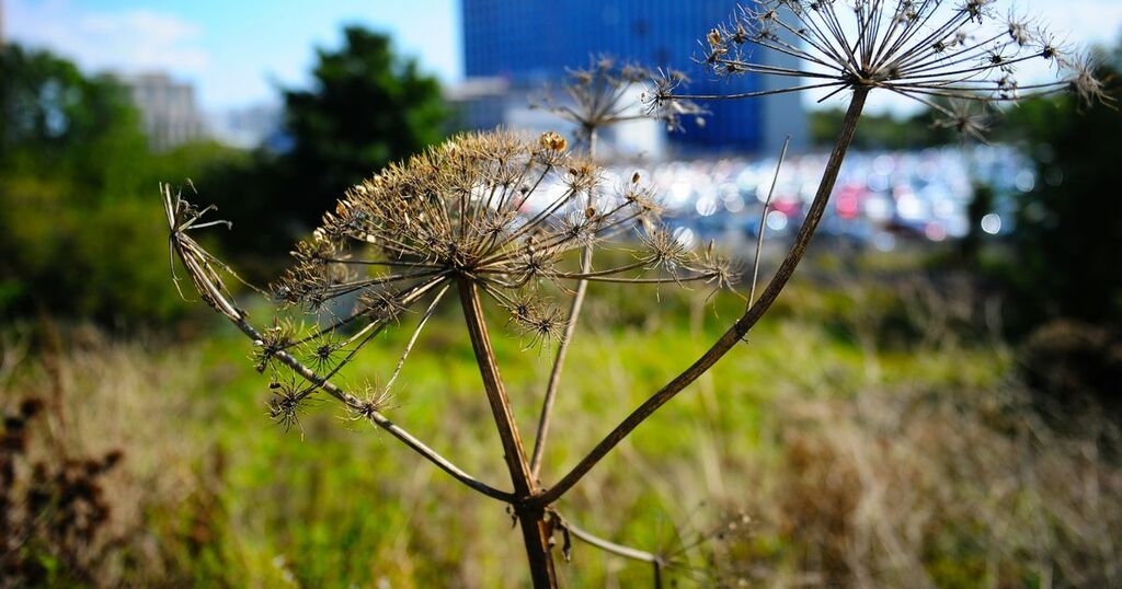9 'criminal' plants that can lead to fines when grown…