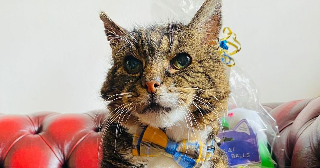 Beloved cat Meatball has survived being abandoned and…