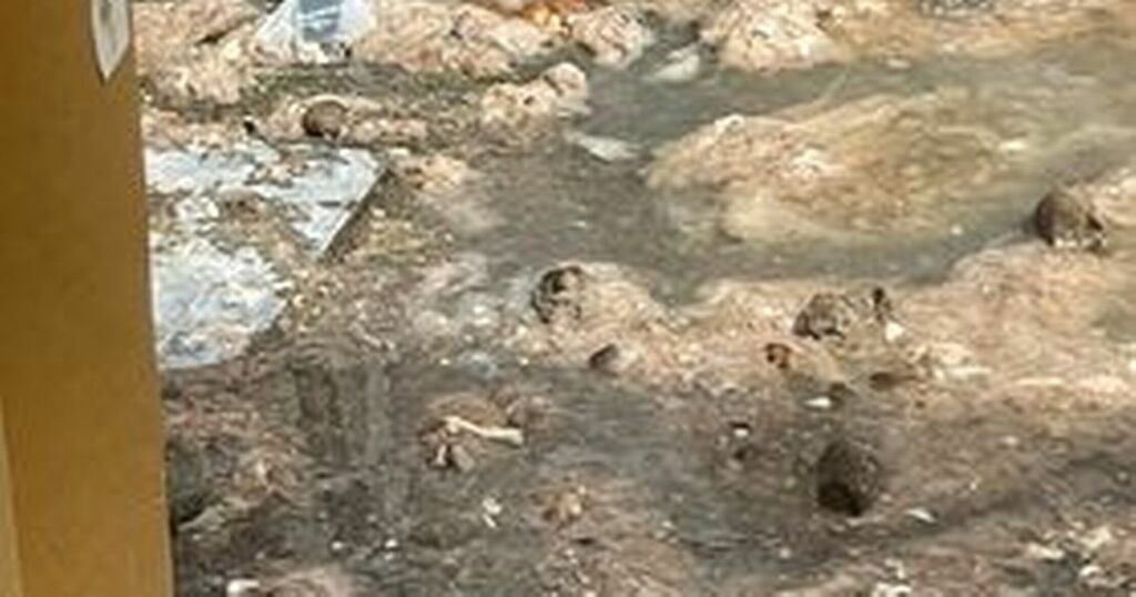 Dublin mum horrified after 'river of poo' erupts in…