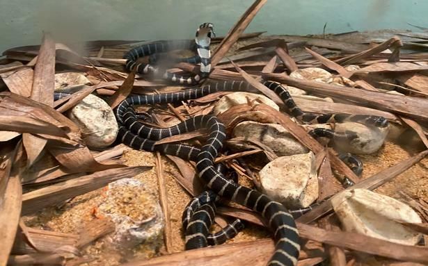 King Cobra lays 38 eggs under second captive breeding…