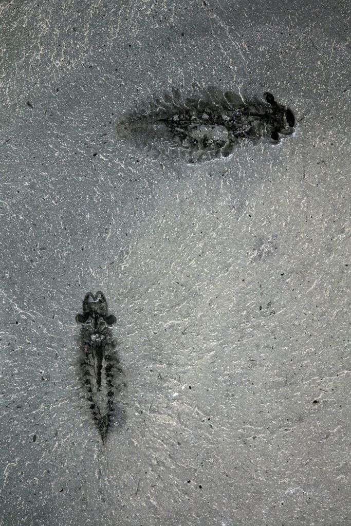 A Lobe-ly Find: World’s Oldest Brain Discovered In The…