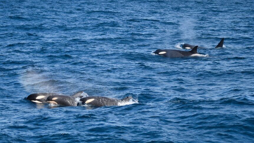 Type C orcas spotted in Gippsland waters in…