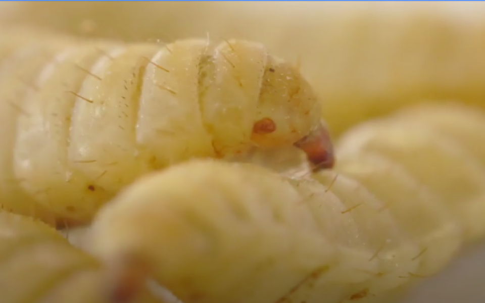This Australian startup’s maggot army is making feed…