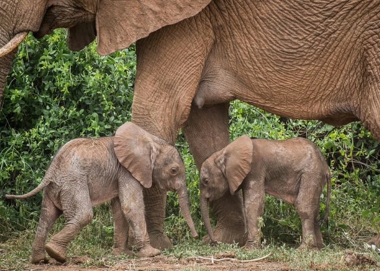Social life helps orphaned elephants overcome loss,…
