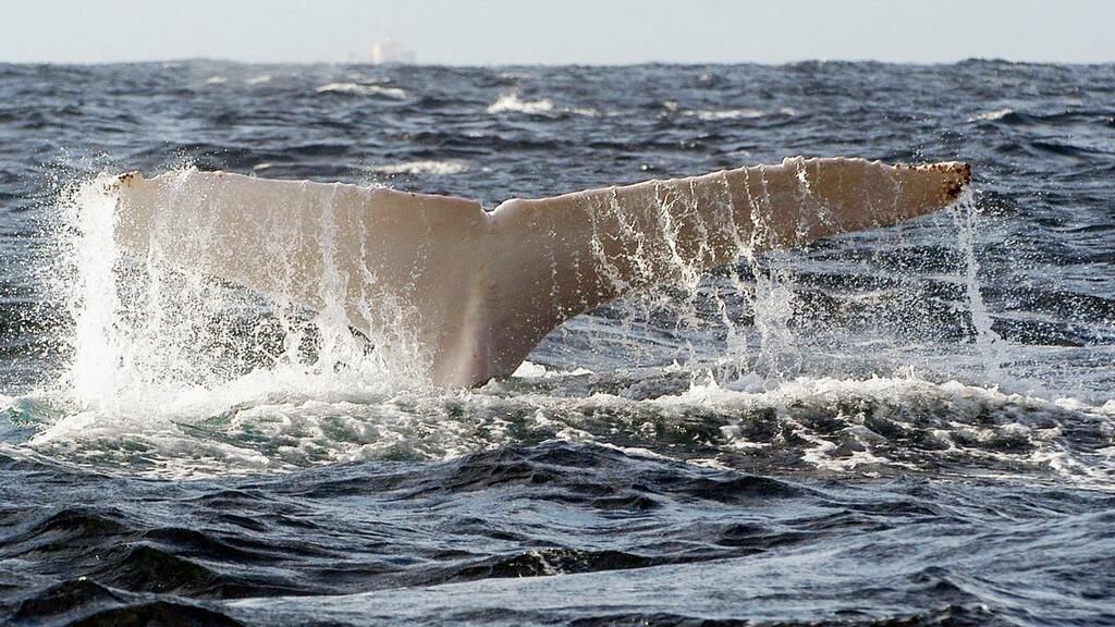 Beached whale carcass not famed Migaloo