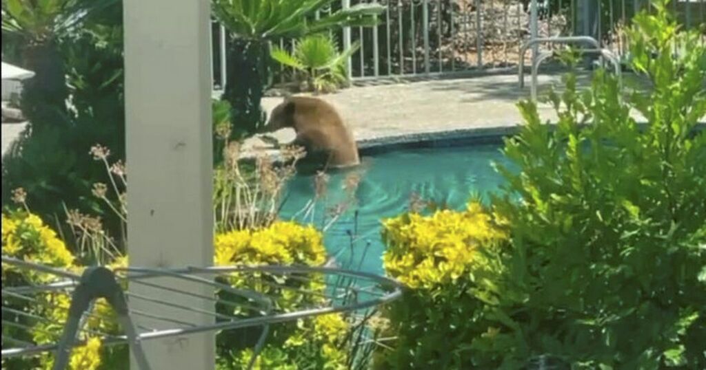 Mum stunned as she finds massive brown bear taking a…