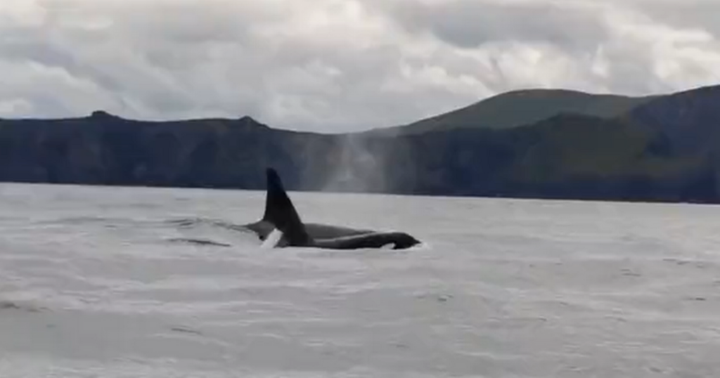 Two killer whales spotted off coast of Kerry for…