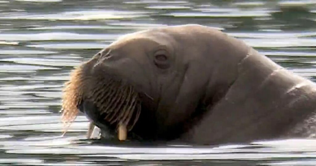 Huge charismatic walrus sinking boats and causing…